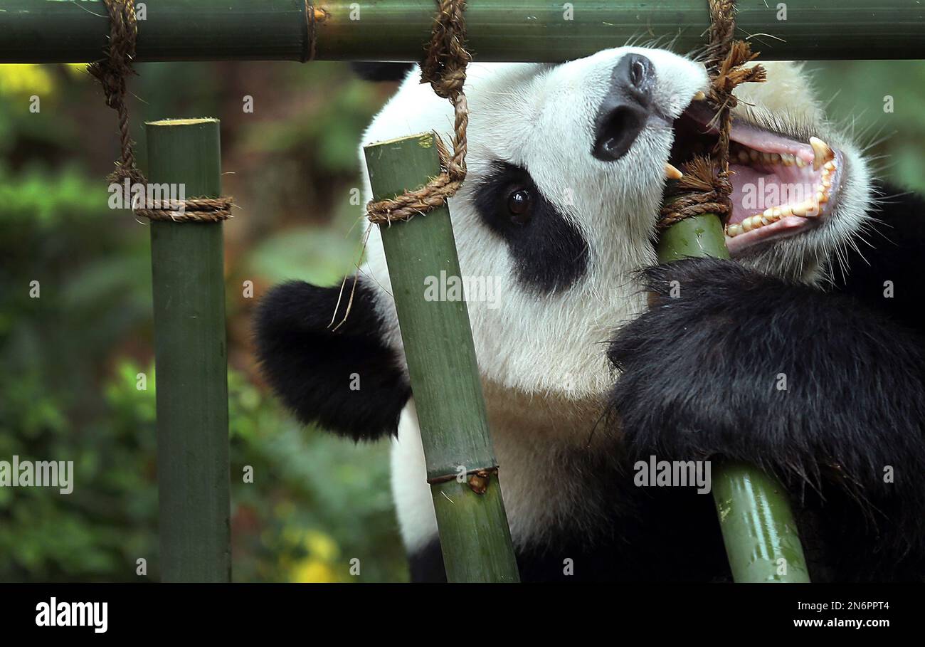 Jia Jia, a female Giant Panda bites off her birthday treat of bamboo ...