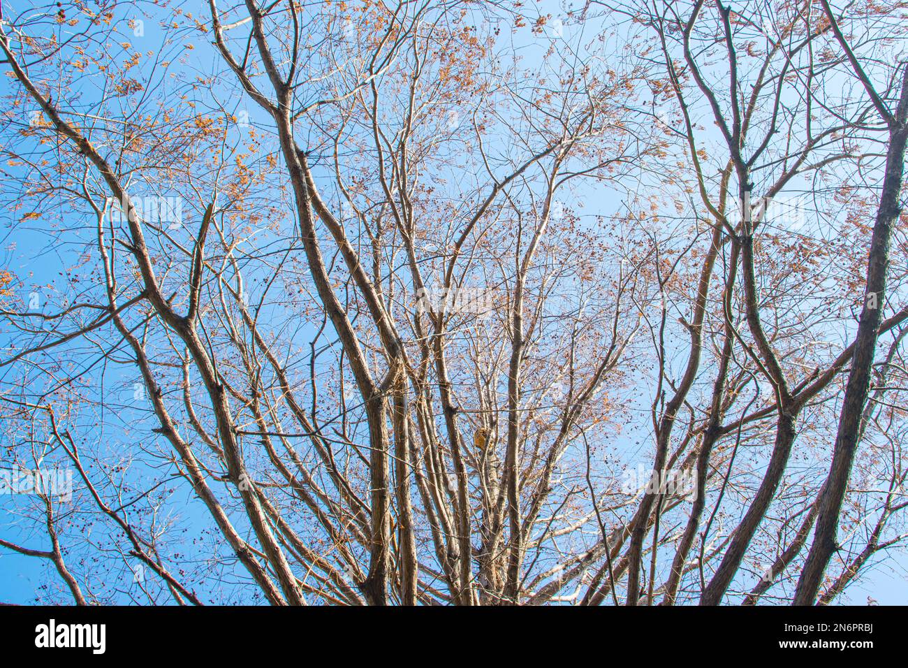 Corn plants with burned leaves growing against cloudy blue sky after ...