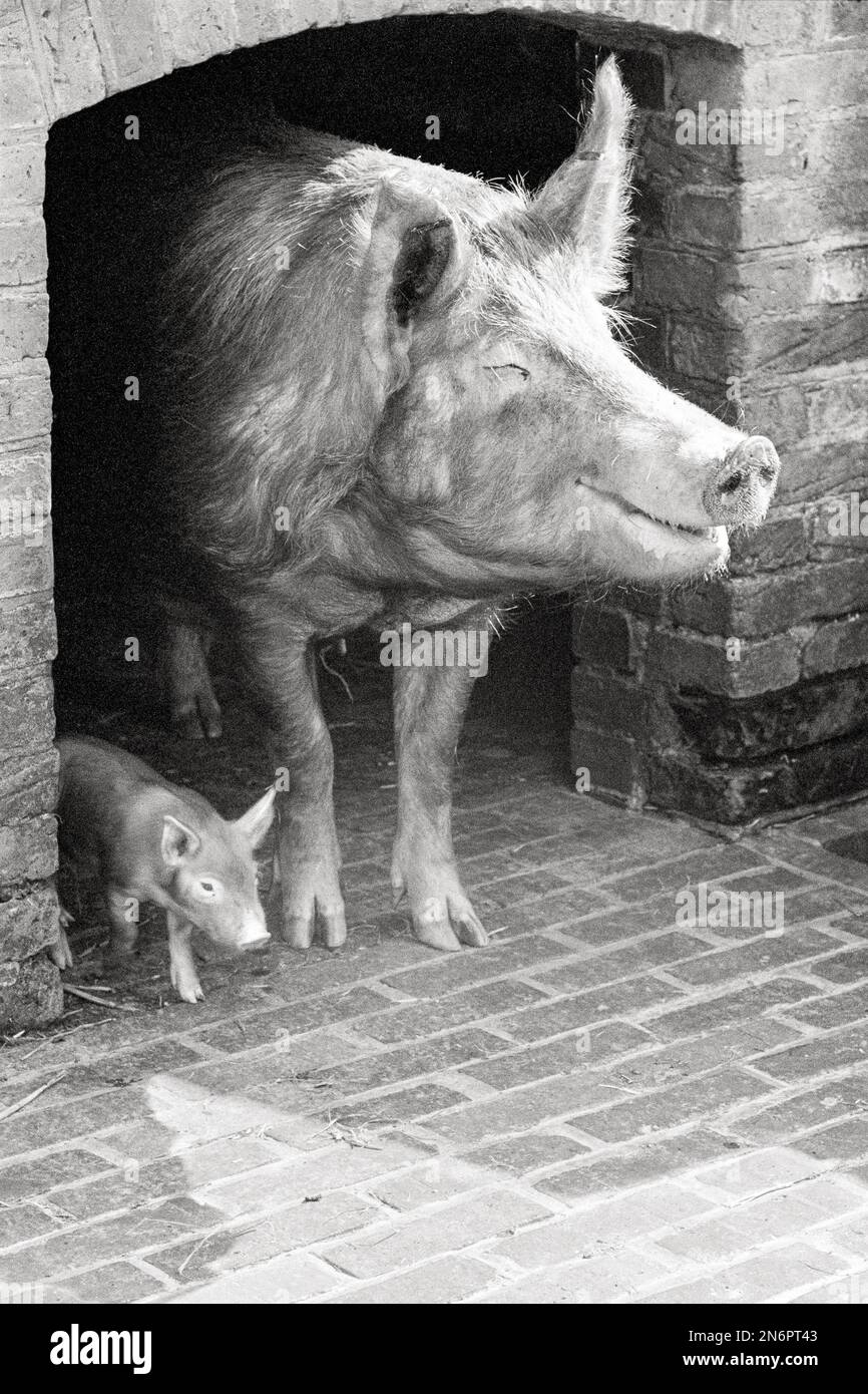 Tamworth pig and piglet standing together at the entrance to their ...