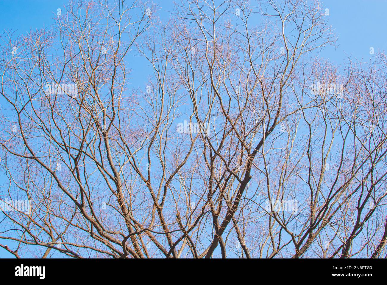 Corn plants with burned leaves growing against cloudy blue sky after ...
