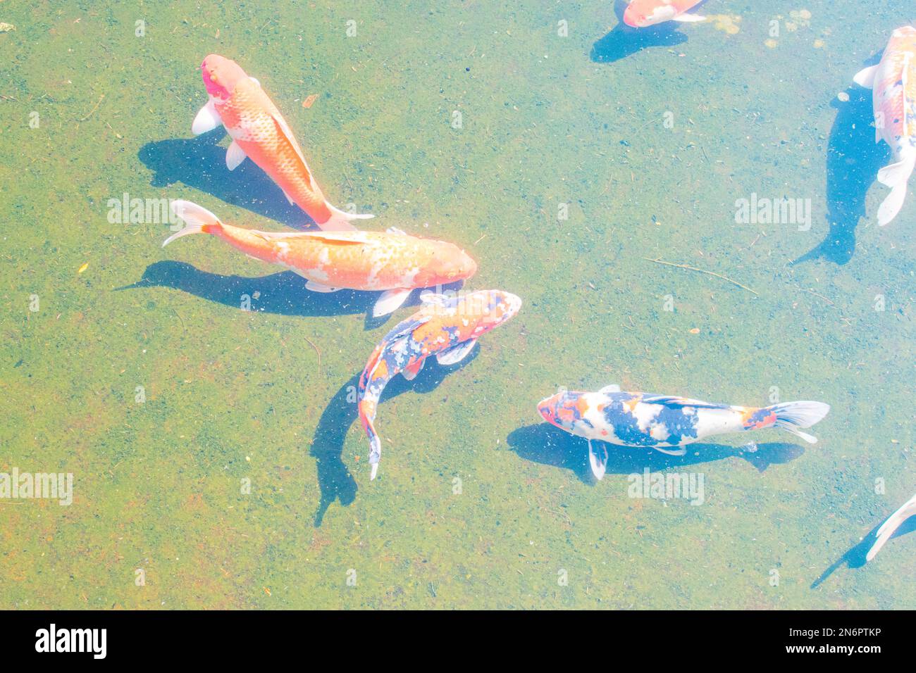 Fancy carp fish or Koi fish swimming in a pond Stock Photo - Alamy