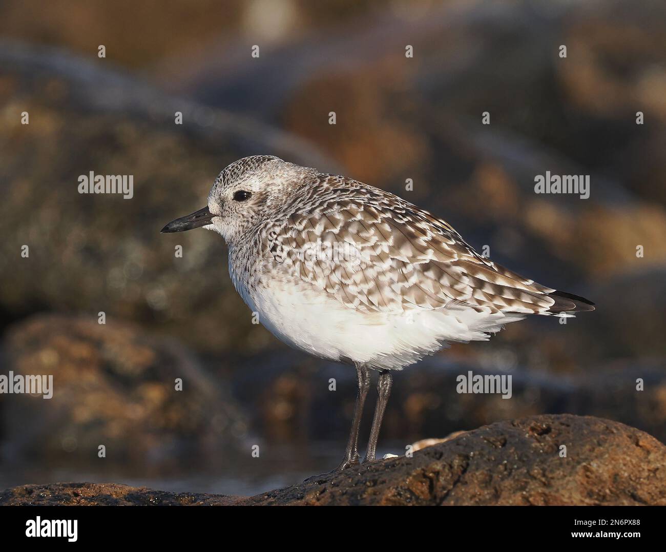 Golden plover winter plumage hi-res stock photography and images - Alamy