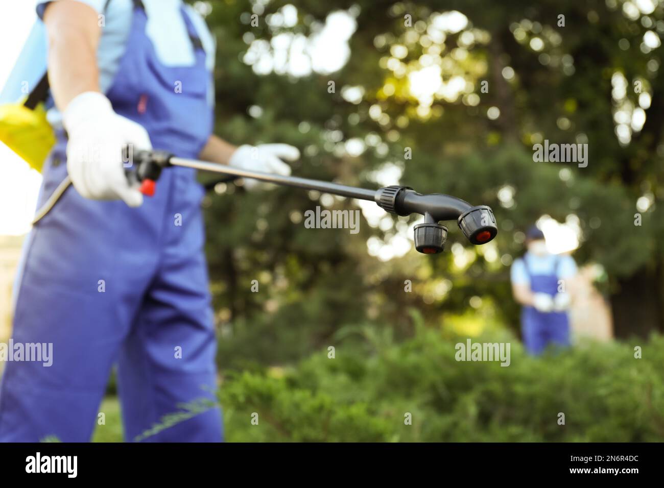 Worker spraying pesticide onto green bush outdoors, closeup. Pest ...