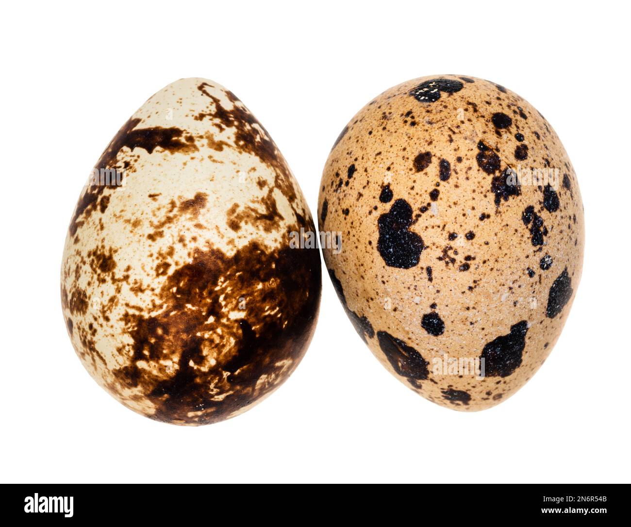 two boiled quail eggs cutout on white background Stock Photo - Alamy