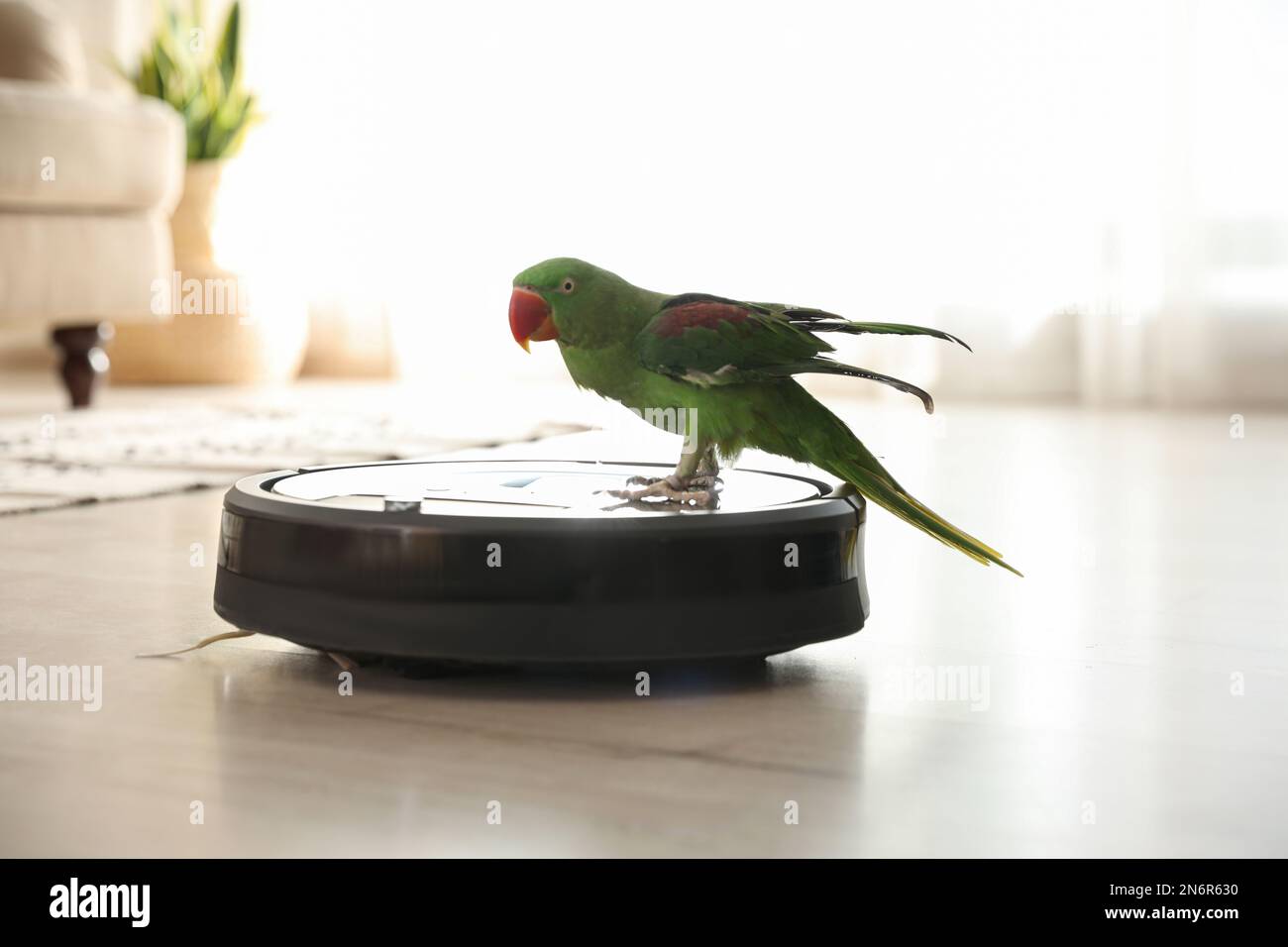 Modern robotic vacuum cleaner and Alexandrine parakeet on floor indoors ...