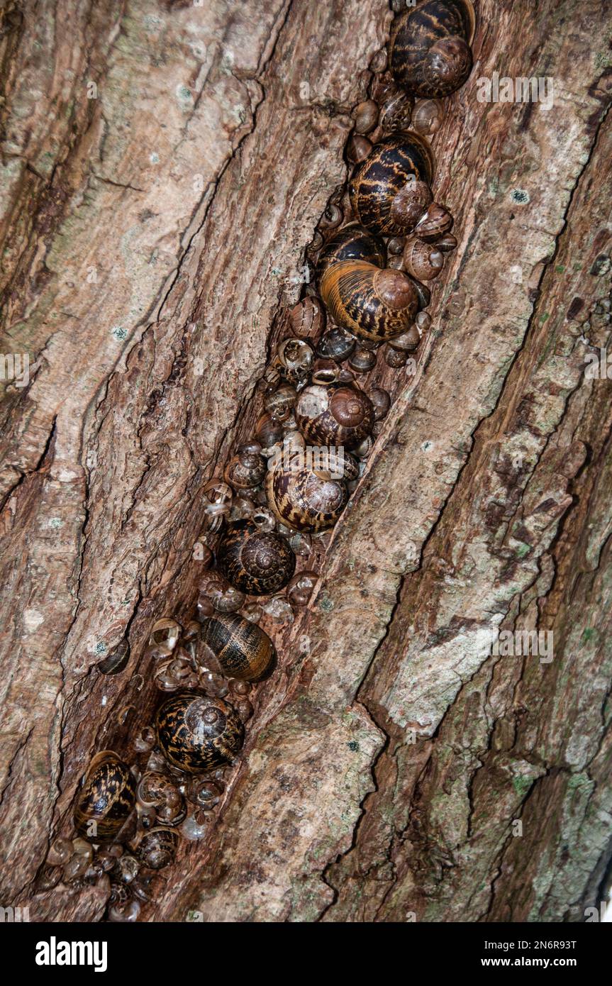 Around the UK - Snails in a gap in the bark of a tree Stock Photo - Alamy