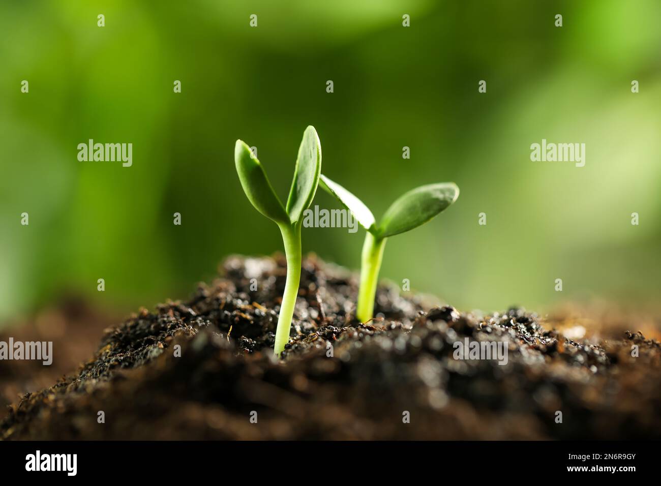 Little green seedlings growing in soil, closeup Stock Photo - Alamy