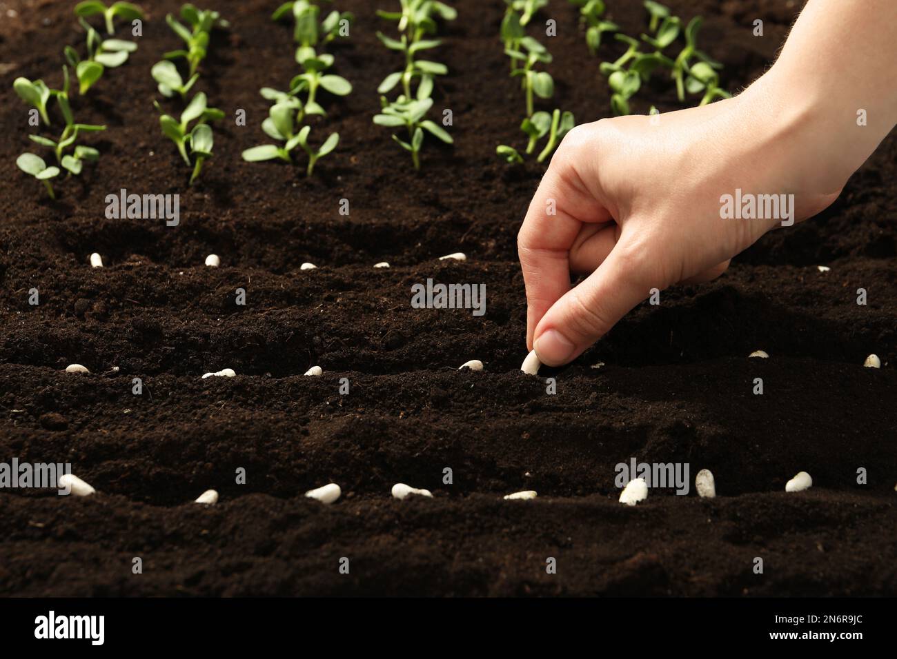 Woman planting beans into fertile soil, closeup. Vegetable seeds Stock ...