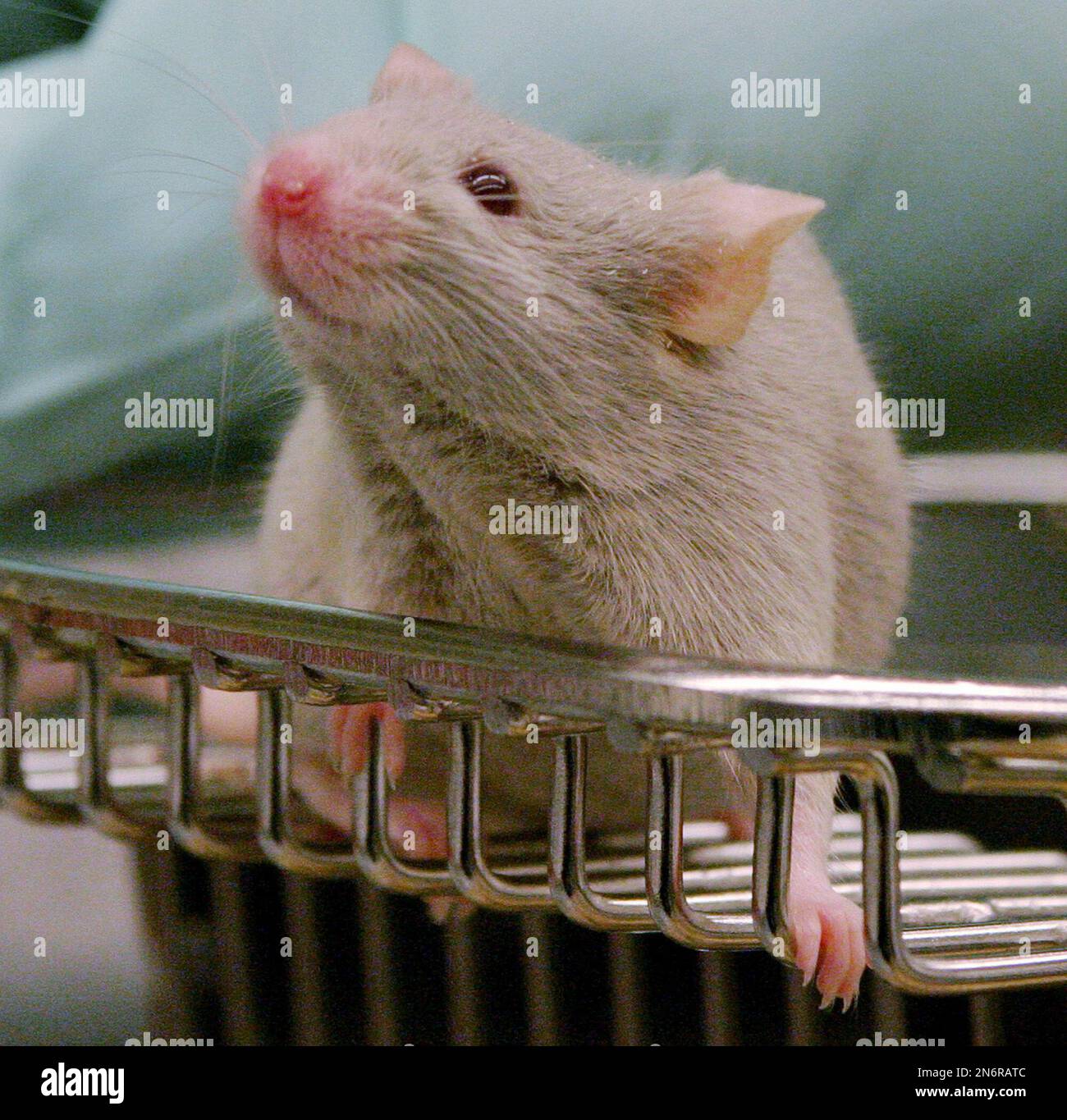 A lab mouse is seen at the Jackson Laboratory Tuesday Feb. 5, 2004, in ...