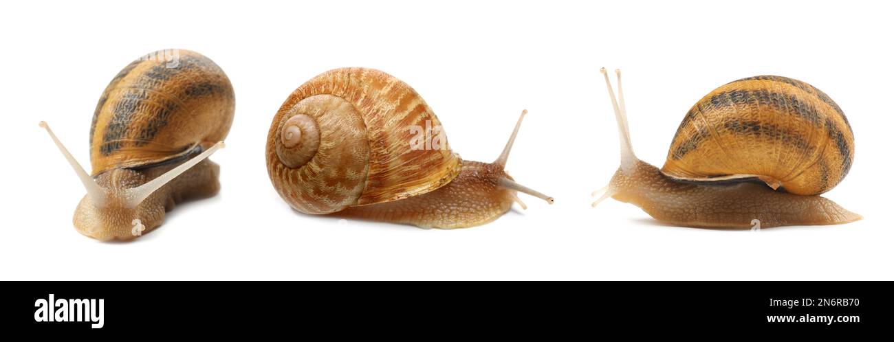 Collection of common garden snails on white background. Banner design ...