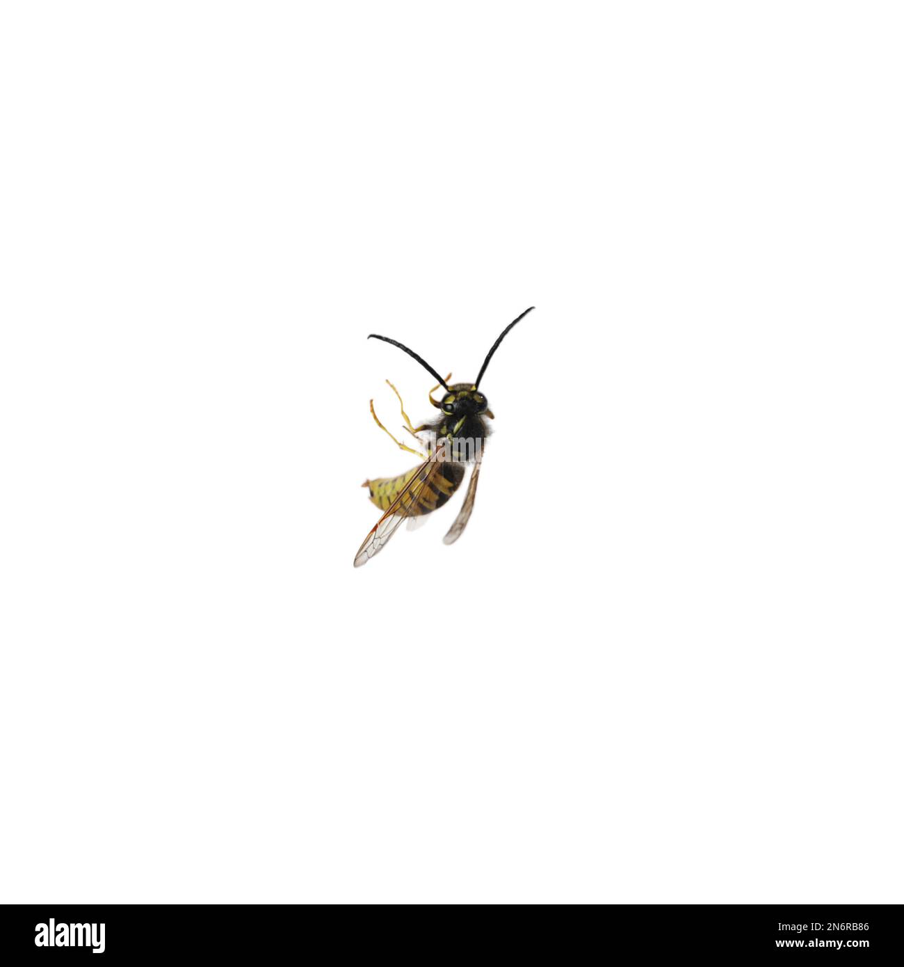 Beautiful wasp on white background. Wild insect Stock Photo - Alamy