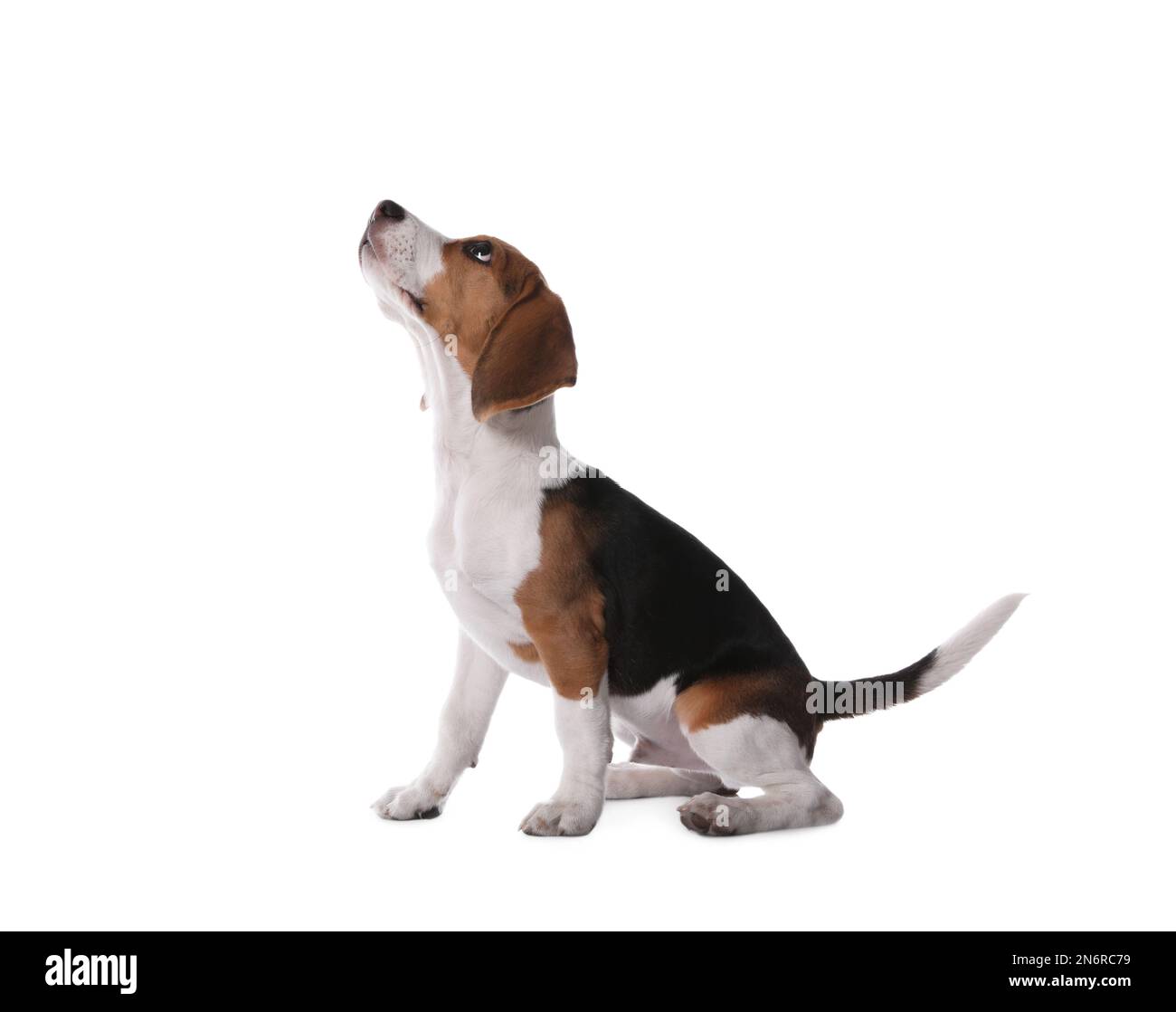 Cute Beagle puppy on white background. Adorable pet Stock Photo - Alamy