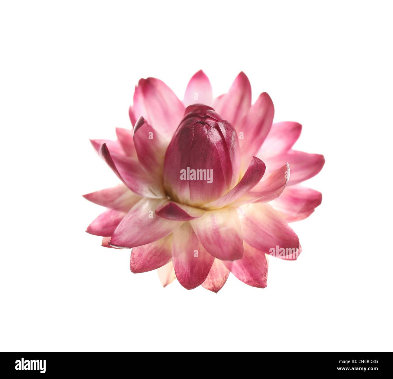 Beautiful blooming helichrysum flower isolated on white Stock Photo - Alamy