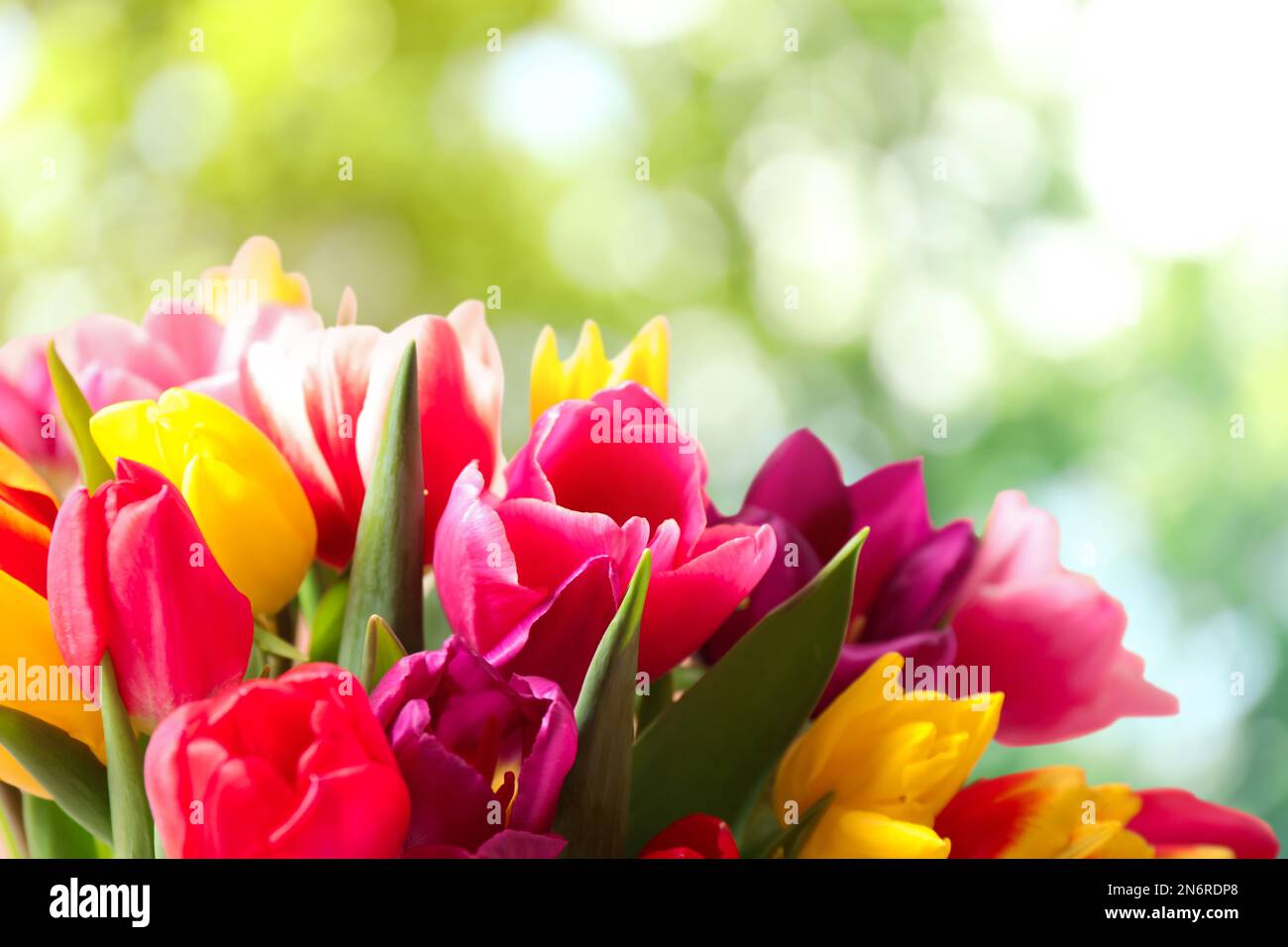 Beautiful bright spring tulips on blurred green background Stock Photo ...