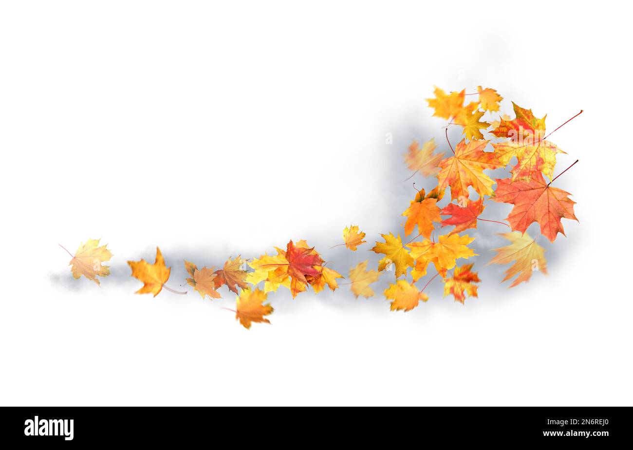 Fall Leaves Blowing In The Wind