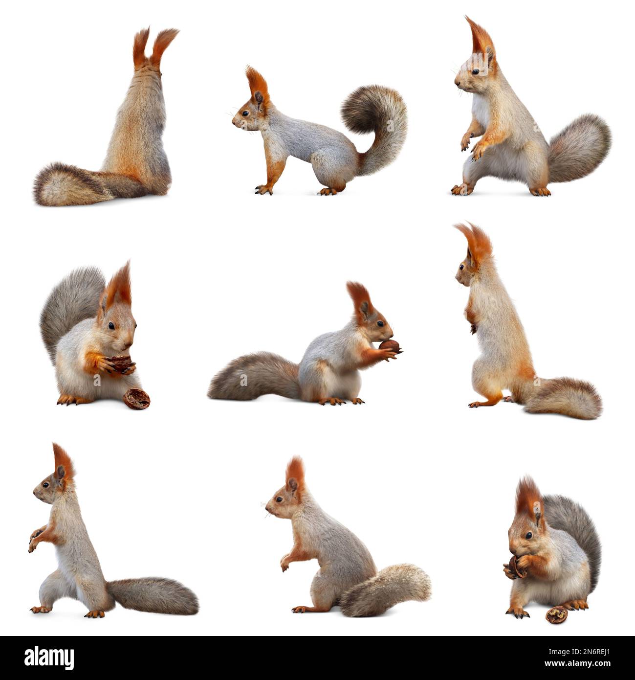 Set with cute squirrels on white background Stock Photo - Alamy