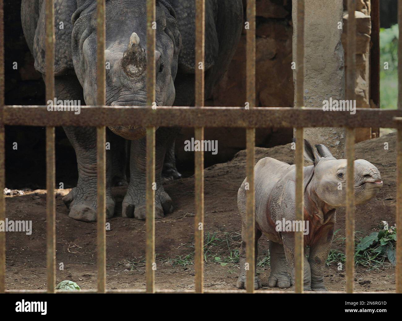 A one-day-old male rhino calf walks near its mother inside a cage at ...