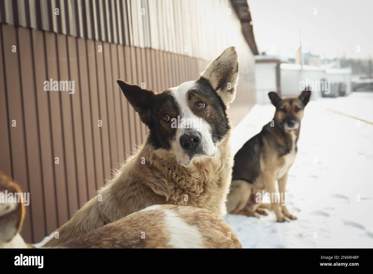 Homeless dogs on city street. Abandoned animals Stock Photo - Alamy
