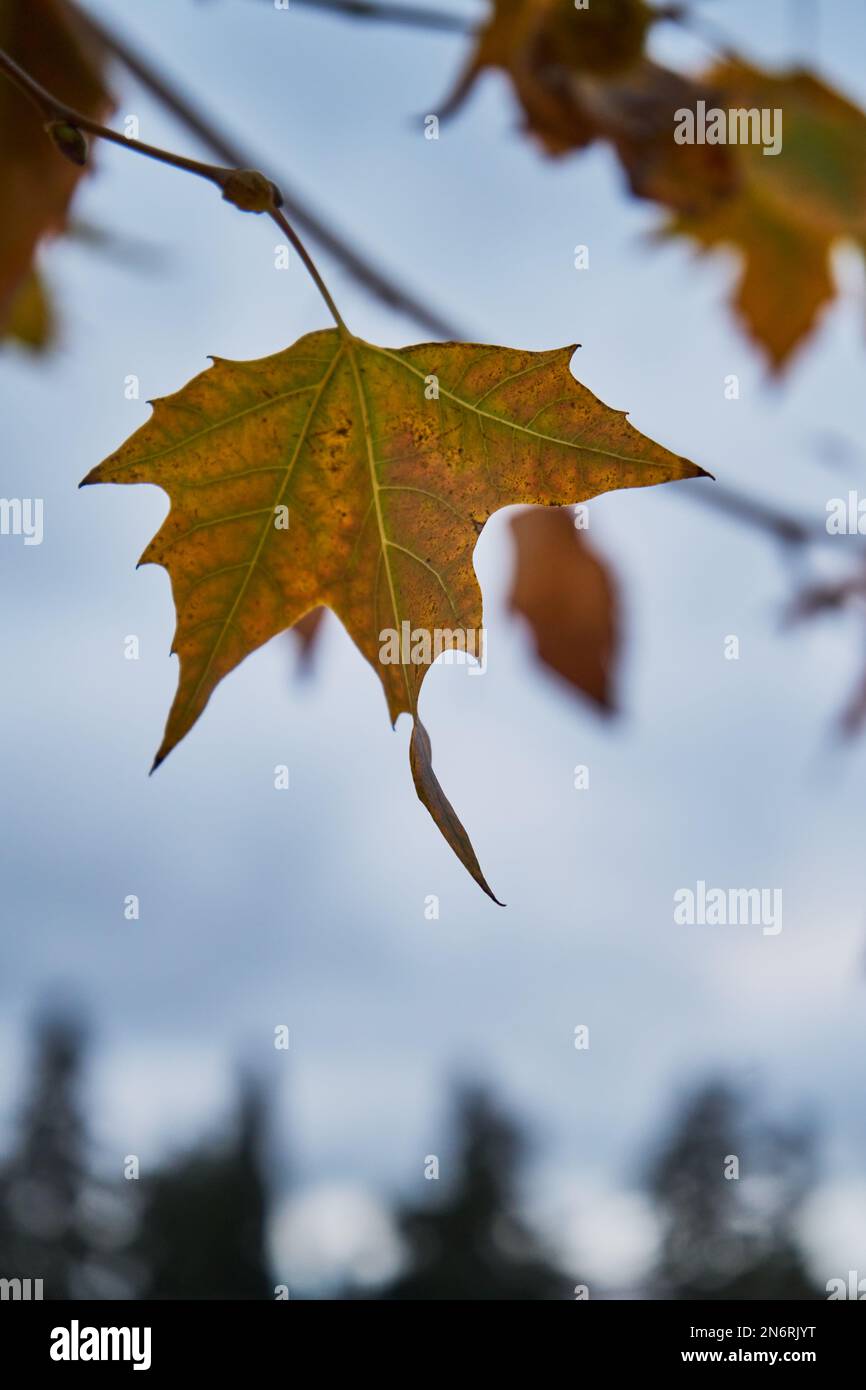 October in morocco autumn hi-res stock photography and images - Alamy