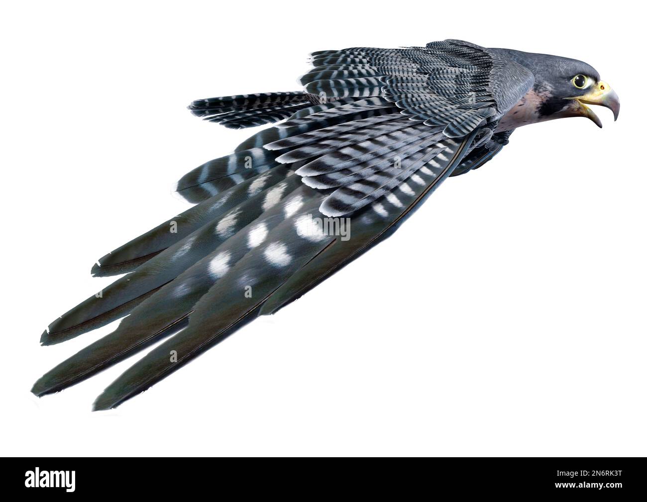 3D rendering of a falcon or bird of prey isolated on white background ...