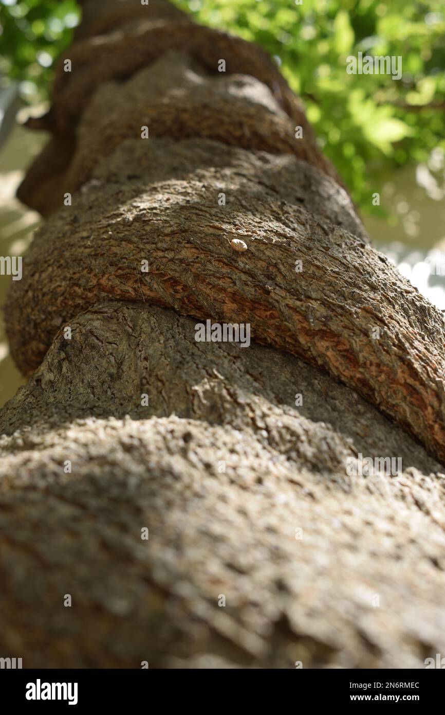 Close up of wisteria twisted tree trunk Stock Photo - Alamy