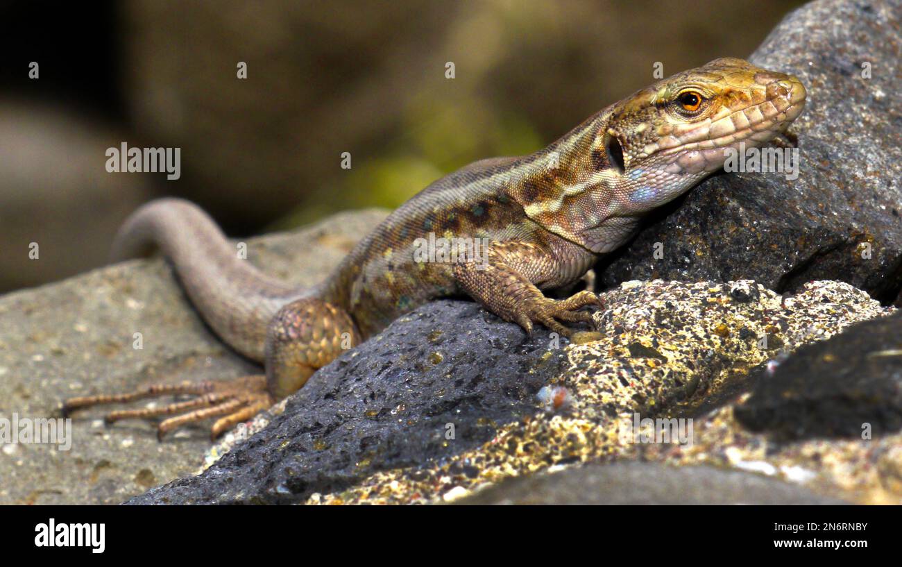 La Palma lizard, Sizeable lizard, Wall lizard, Lagarto Tizón, Gallotia ...