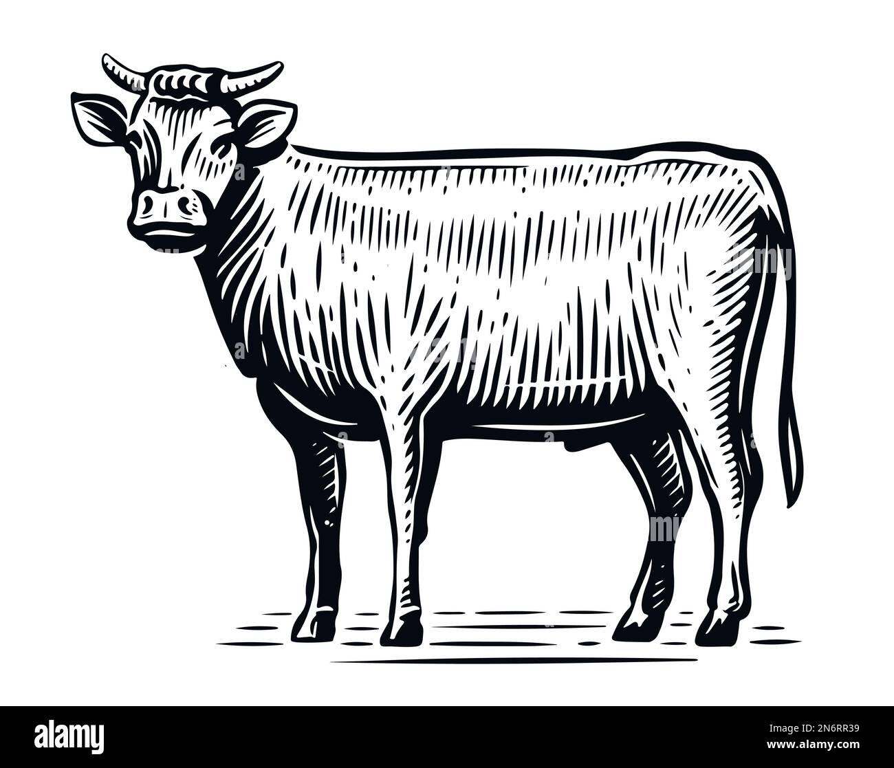 Bull standing in full length, side view in sketch style. Hand drawn ...