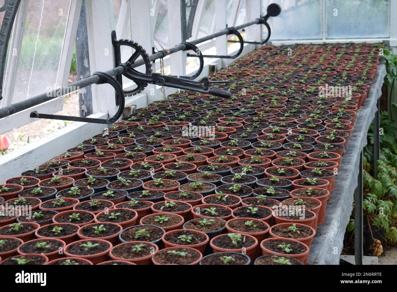 Seedlingss hi-res stock photography and images - Alamy