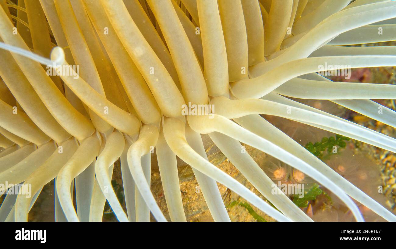 Tube-dwelling Anemone, Cerianthus membranaceus, Cabo Cope Puntas del ...