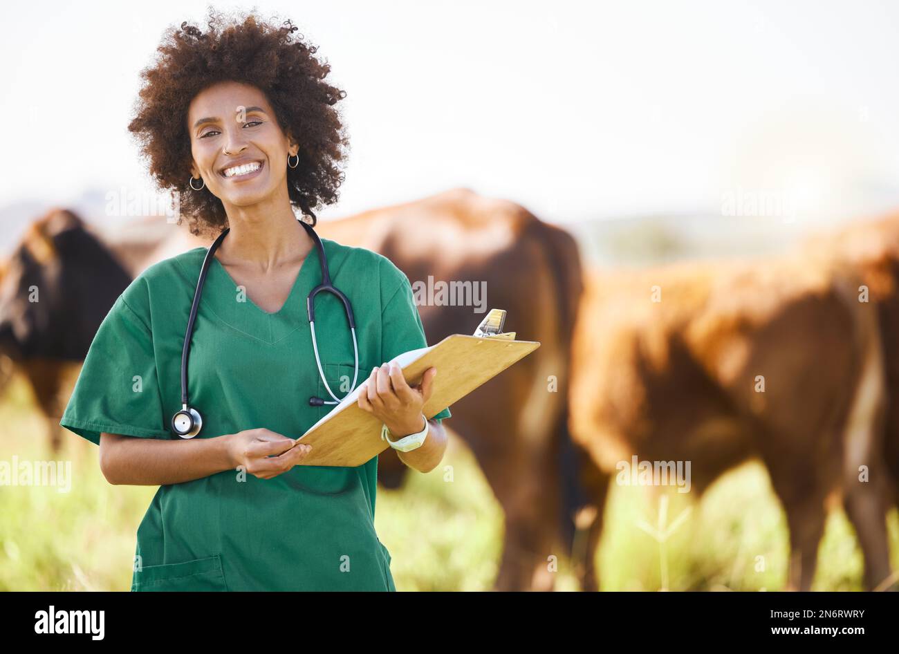 Vet doctor or black woman with cattle farming, agriculture or food ...