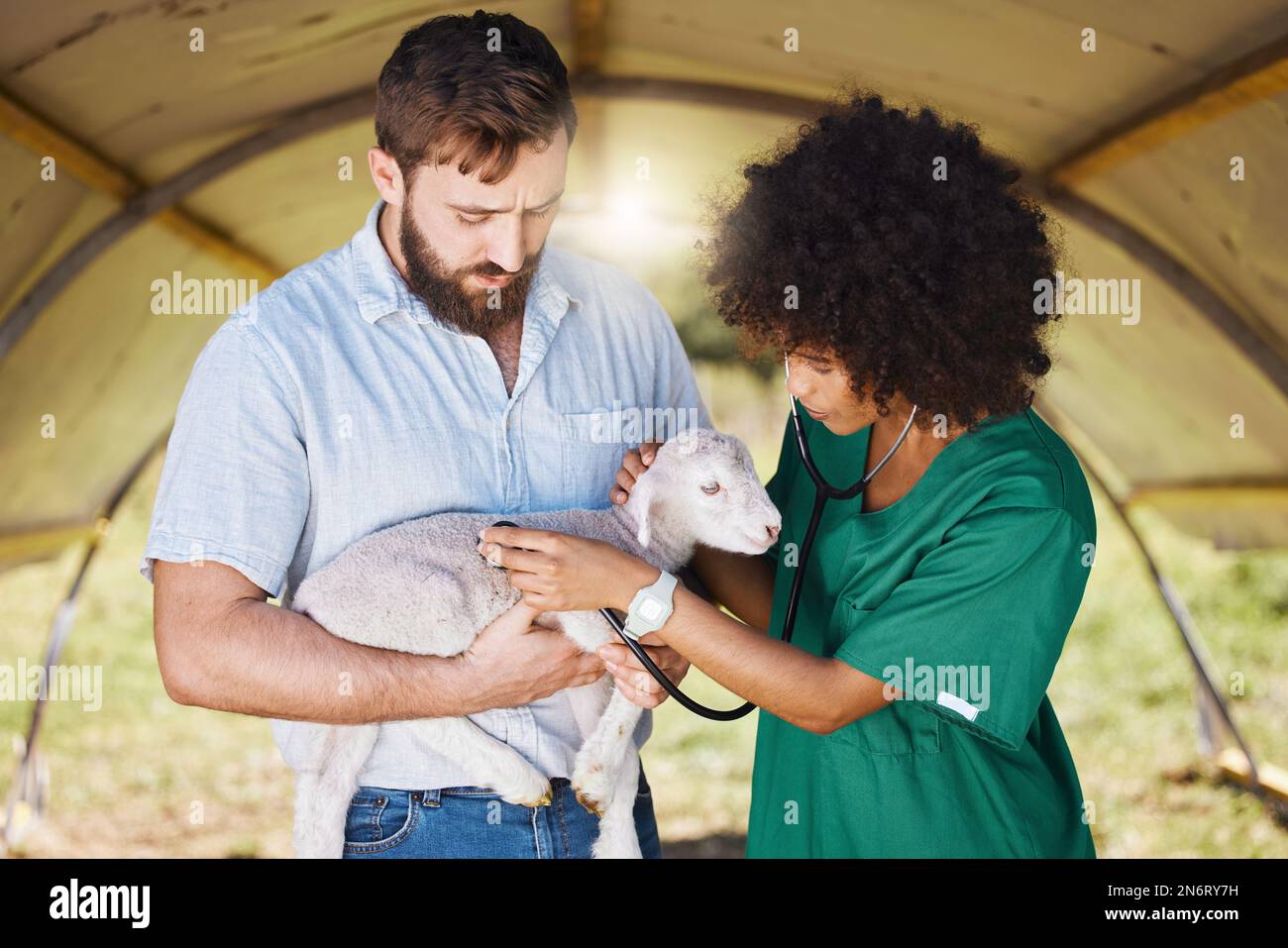 Farm, healthcare and veterinary team with lamb for checkup, health ...