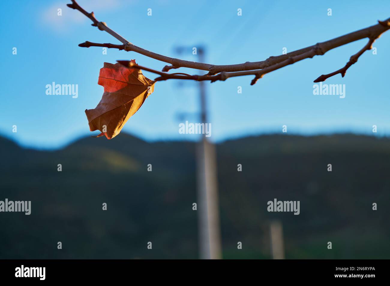 A leaf of the tree in autumn in Morocco Stock Photo - Alamy