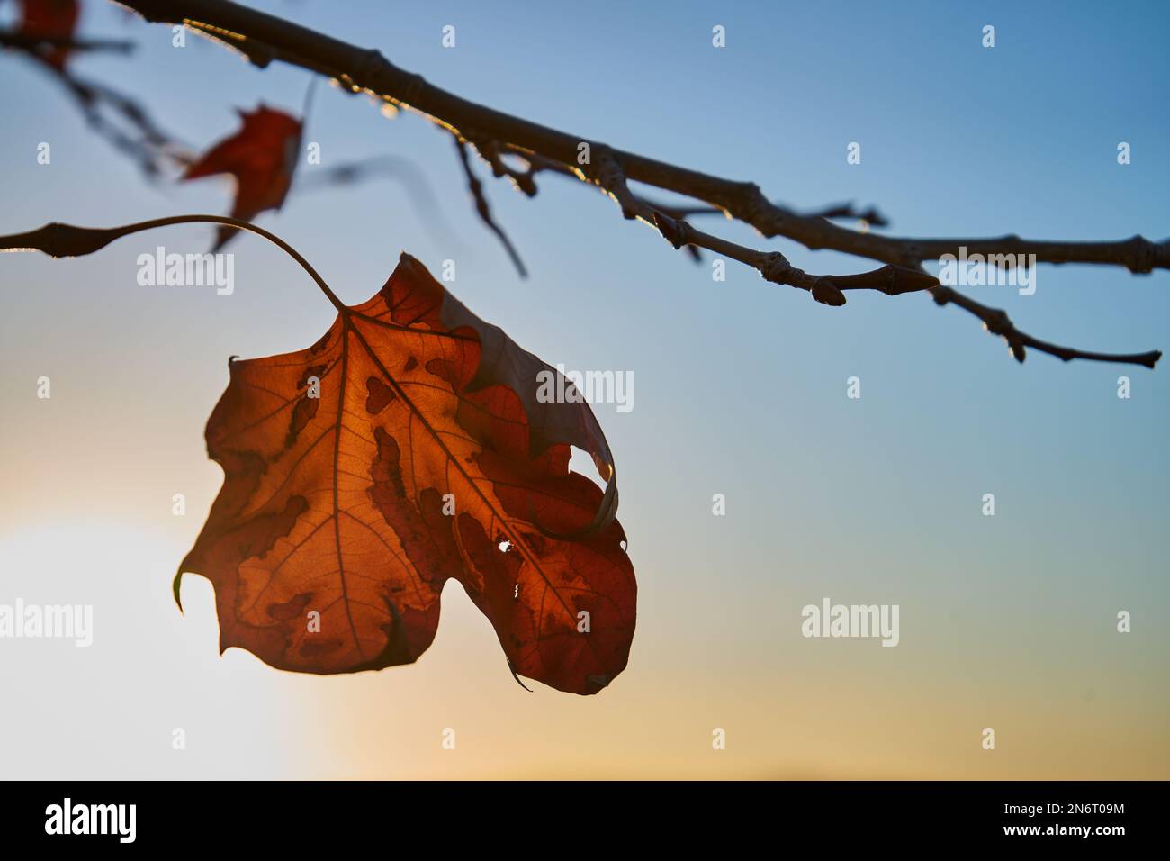 A leaf of the tree in autumn in Morocco Stock Photo - Alamy