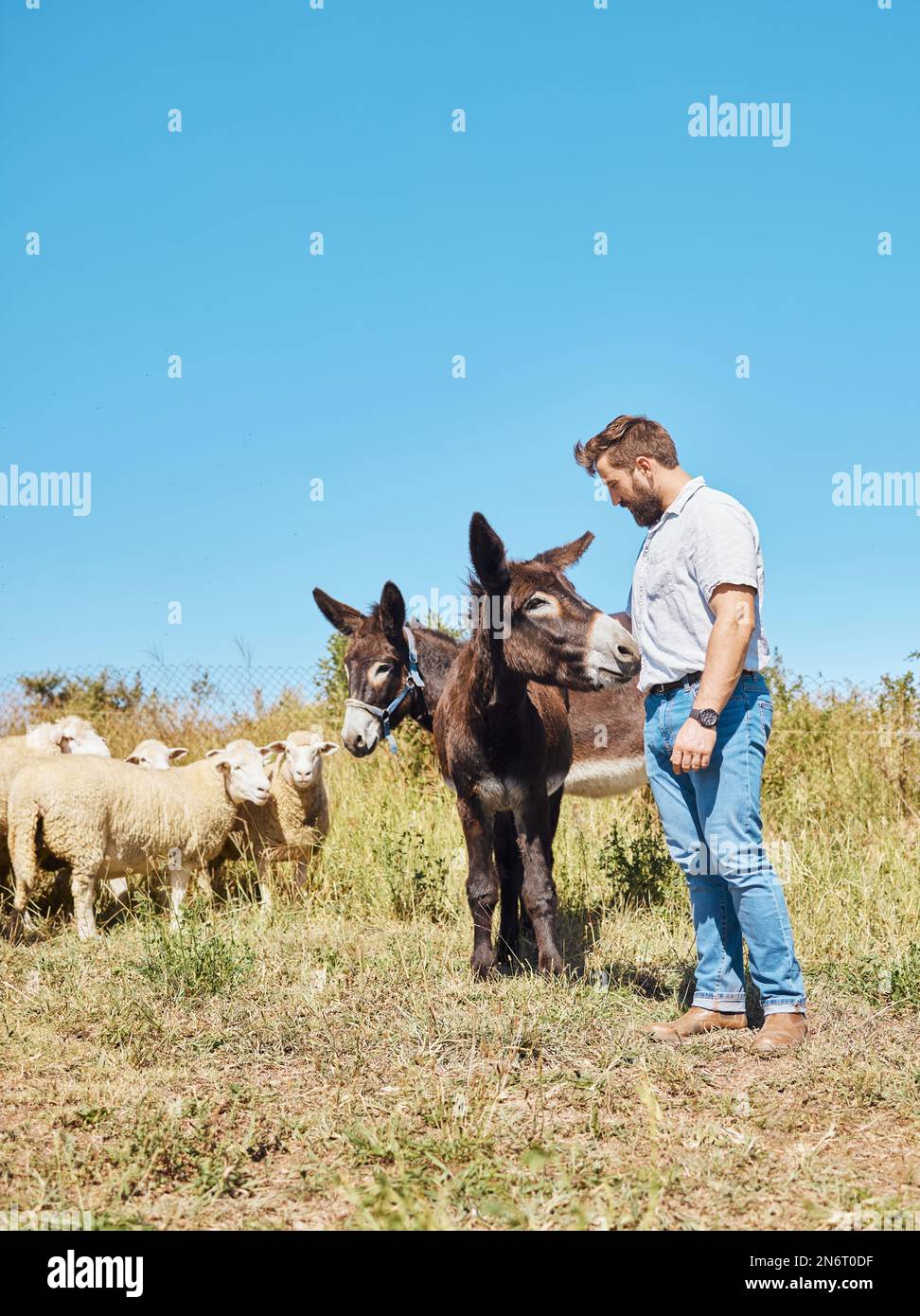 Farming, animals and man with cattle on a field for agriculture ...