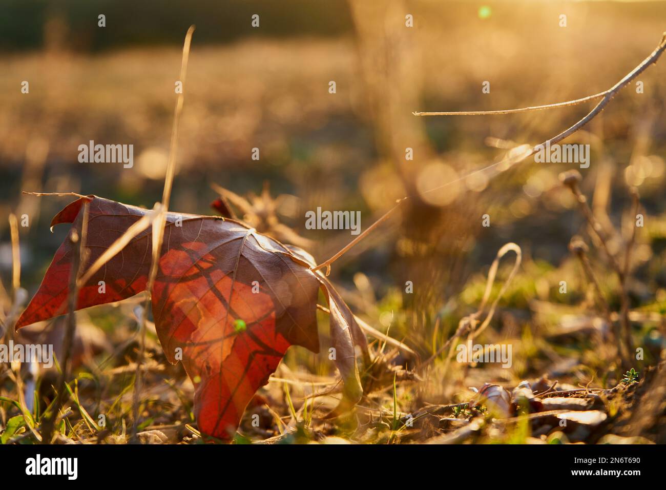 Tree border in fall hi-res stock photography and images - Alamy