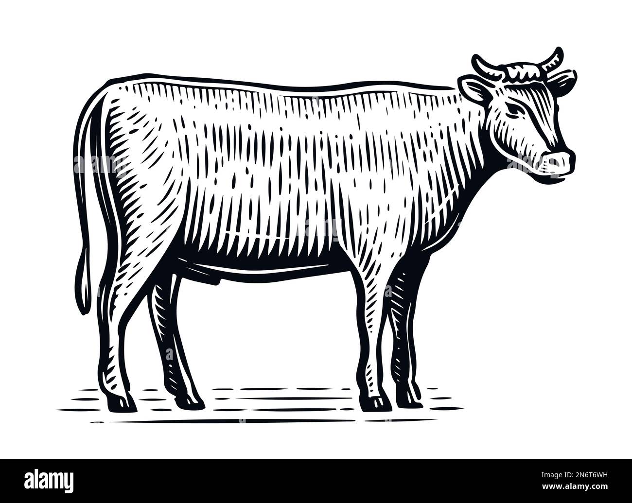 Farm animal sketch. Hand drawn Bull, standing full-length in front of ...