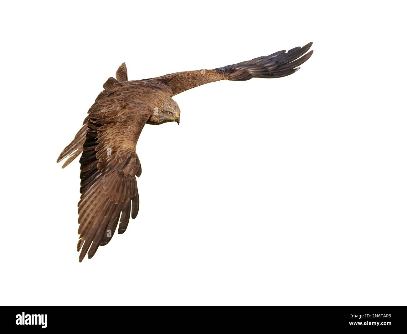 Black Kite (Milvus migrans) is a medium-sized bird of prey of the Old ...