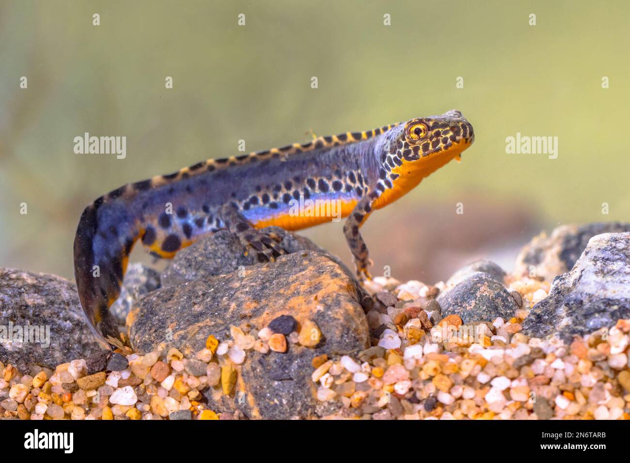 Alpine newt (Ichthyosaura alpestris) colorful male aquatic amphibian ...