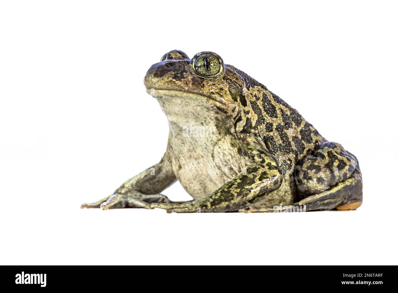 Eastern spadefoot or Syrian spadefoot (Pelobates syriacus), toad posing ...