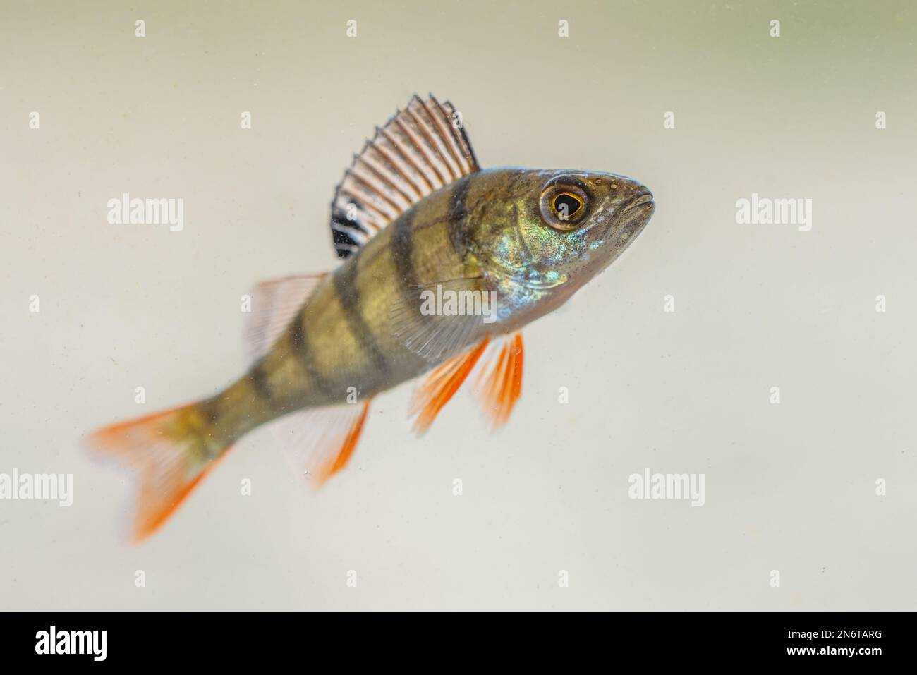 European perch (Perca fluviatilis) swimming in water of natural habitat ...