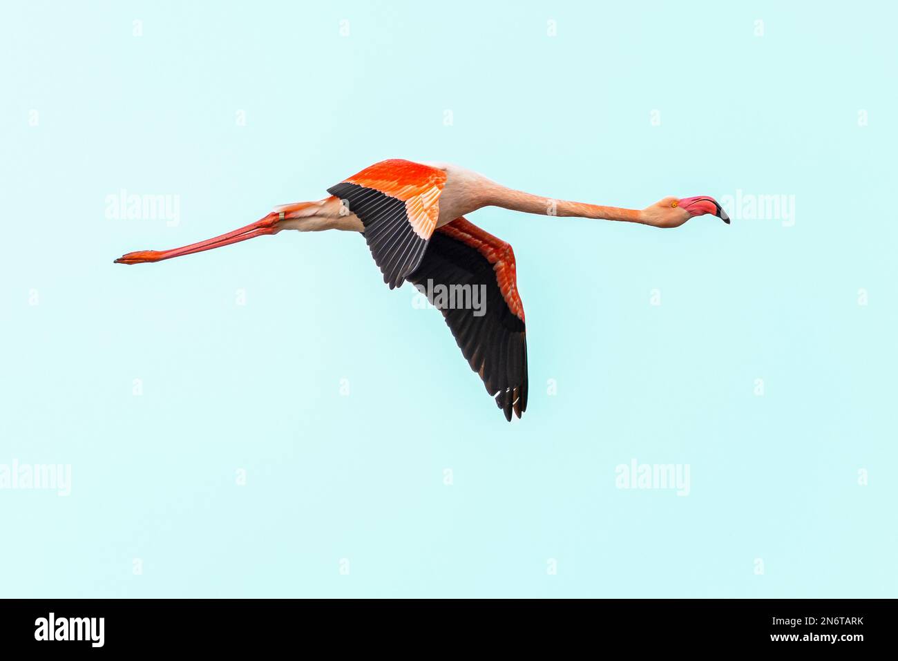 Flying flamingo hi-res stock photography and images - Alamy