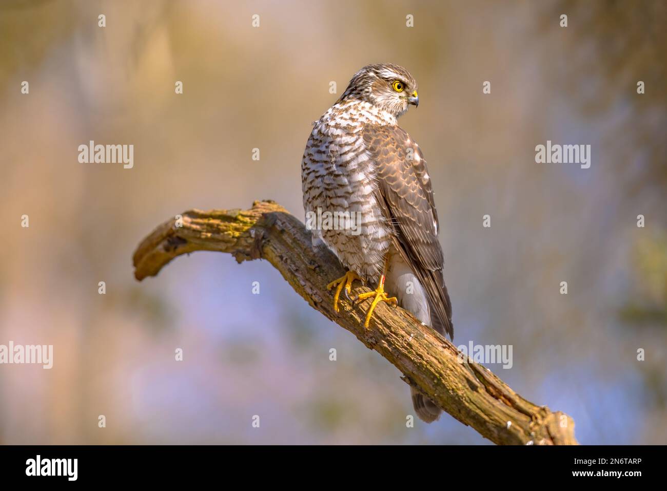 Eurasian sparrowhawk (Accipiter nisus) Bird of Prey also known as the ...