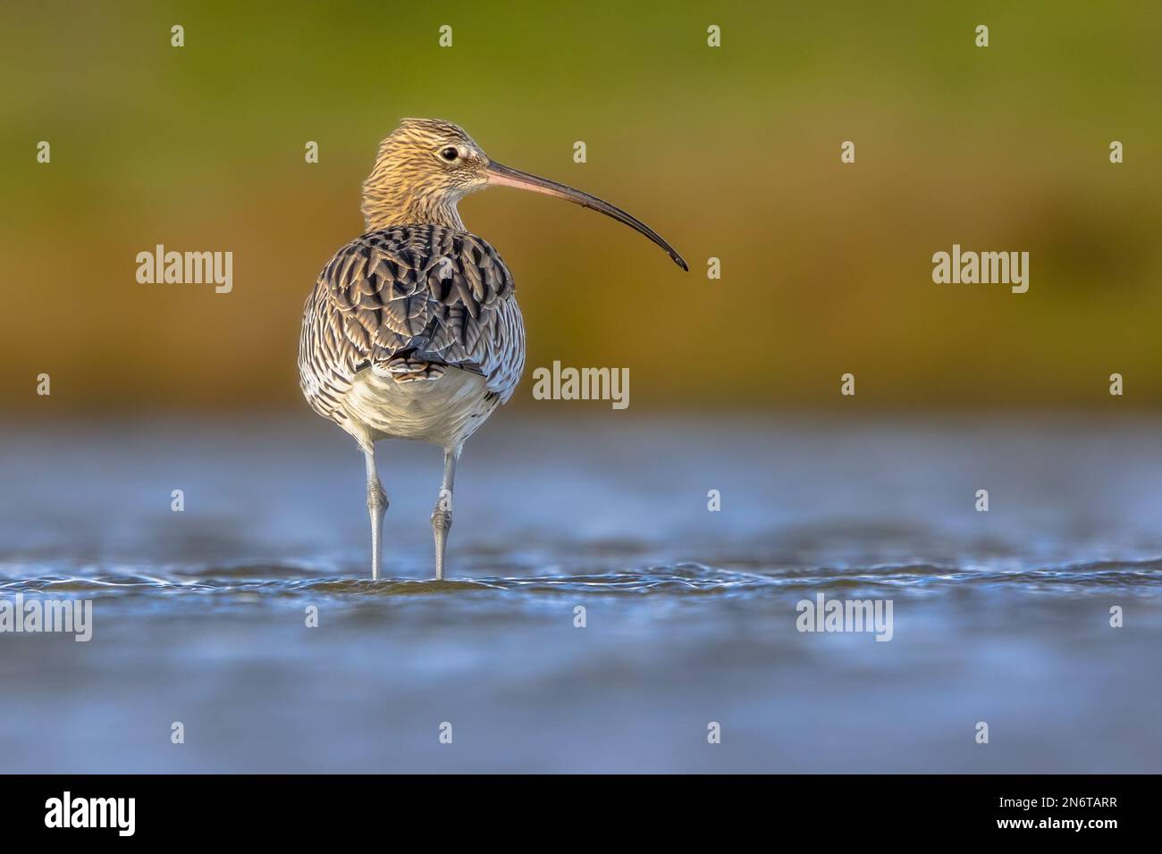 Eurasian curlew or common curlew (Numenius arquata) stilt bird wading ...