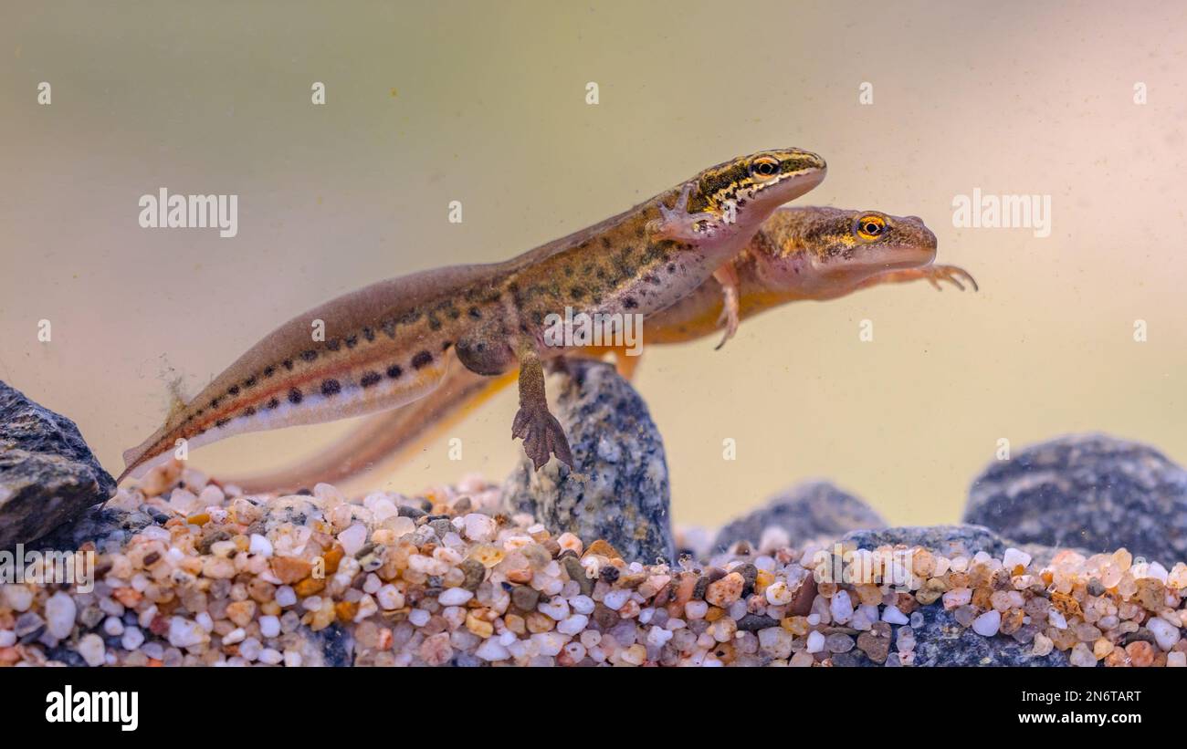 Palmate newt (Lissotriton helveticus) colorful aquatic amphibian pair ...