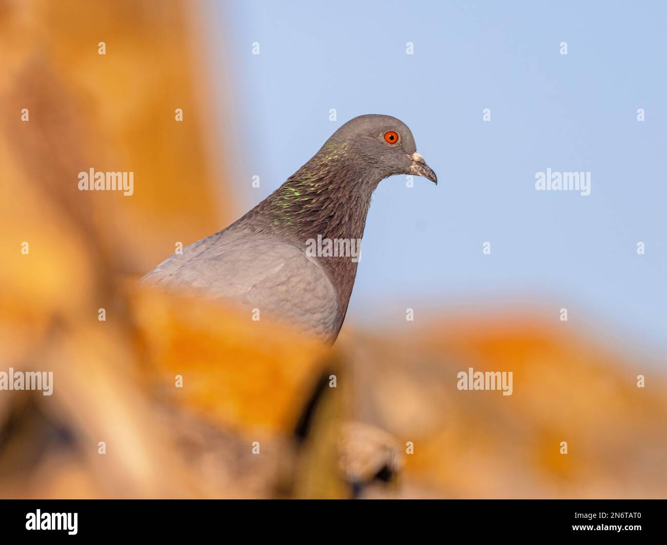 Rock Pigeon (Columba livia) on Rooftop with Roof Tiles in Breeding ...