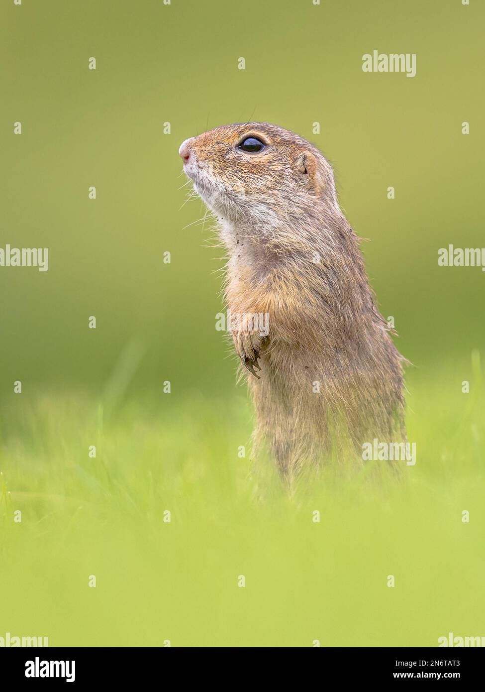 European ground squirrel (Spermophilus citellus) or European Souslik is ...