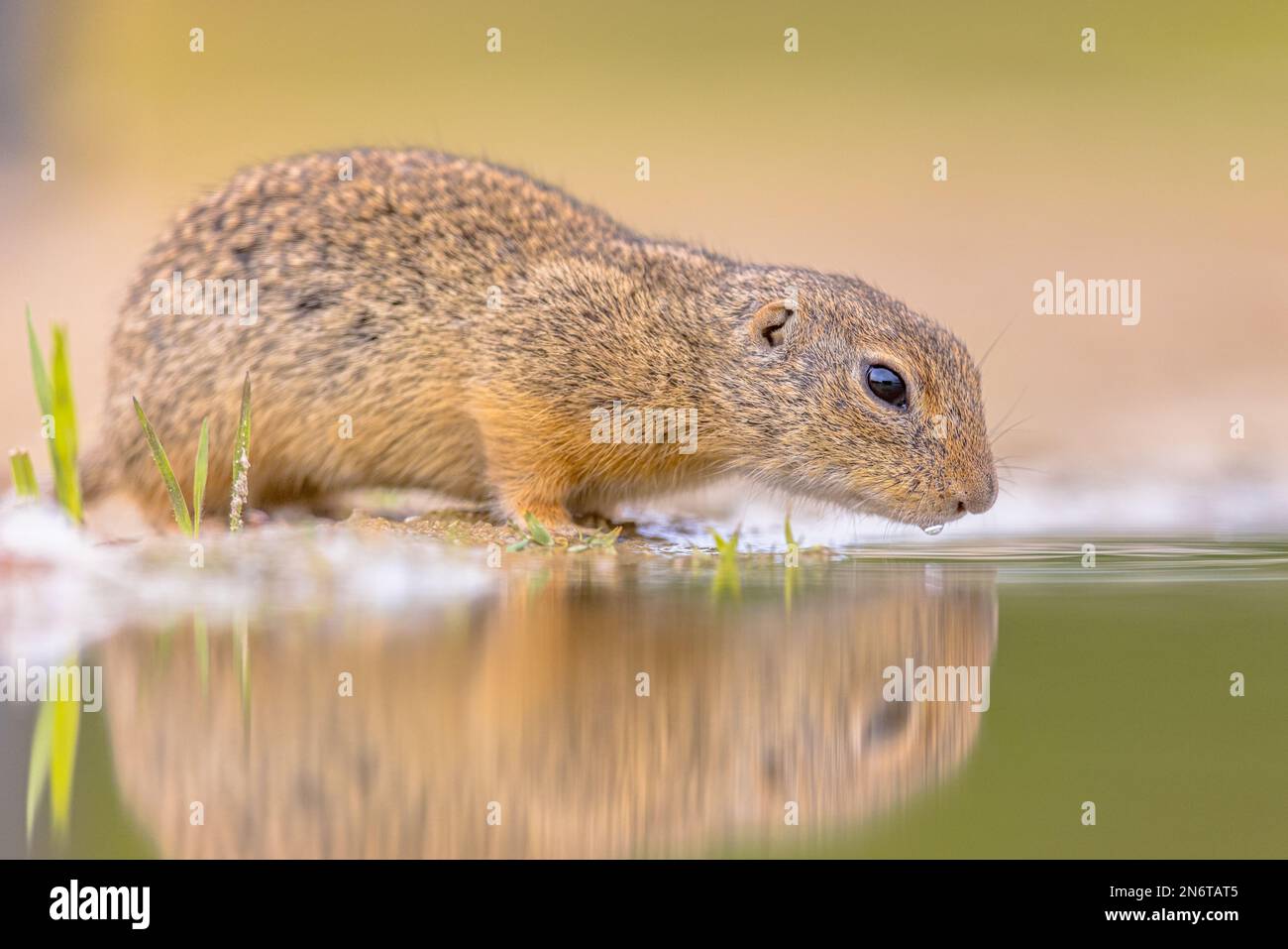 European ground squirrel (Spermophilus citellus) or European Souslik is ...