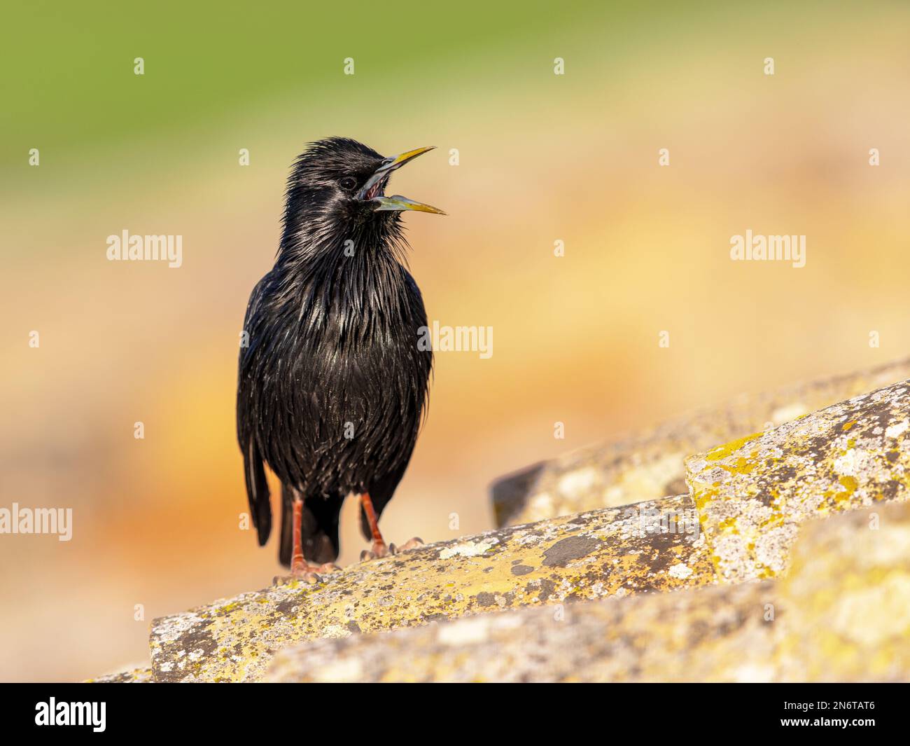 Spotless Starling (Sturnus unicolor) is Confined to the Iberian ...