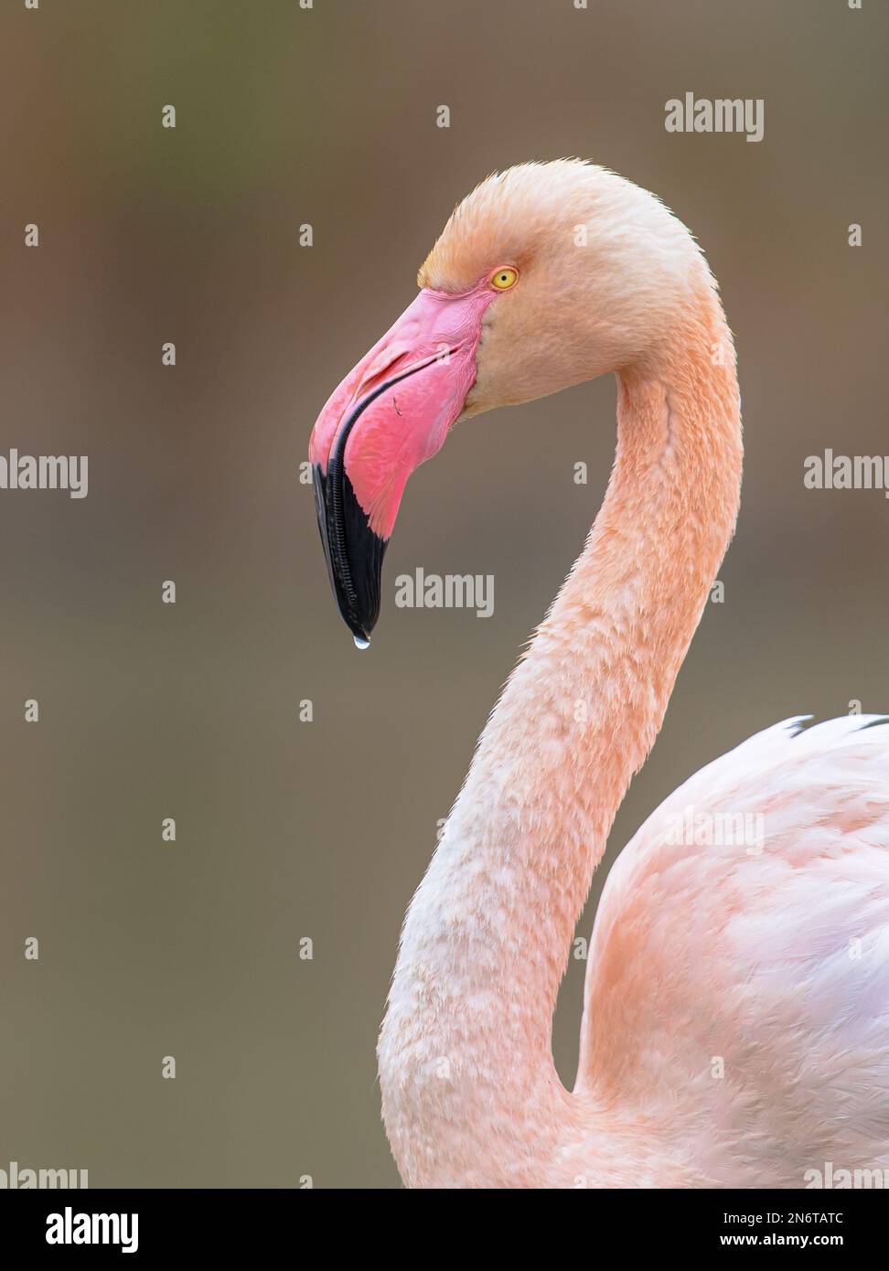 Portrait of Greater flamingo (Phoenicopterus roseus) is the most ...