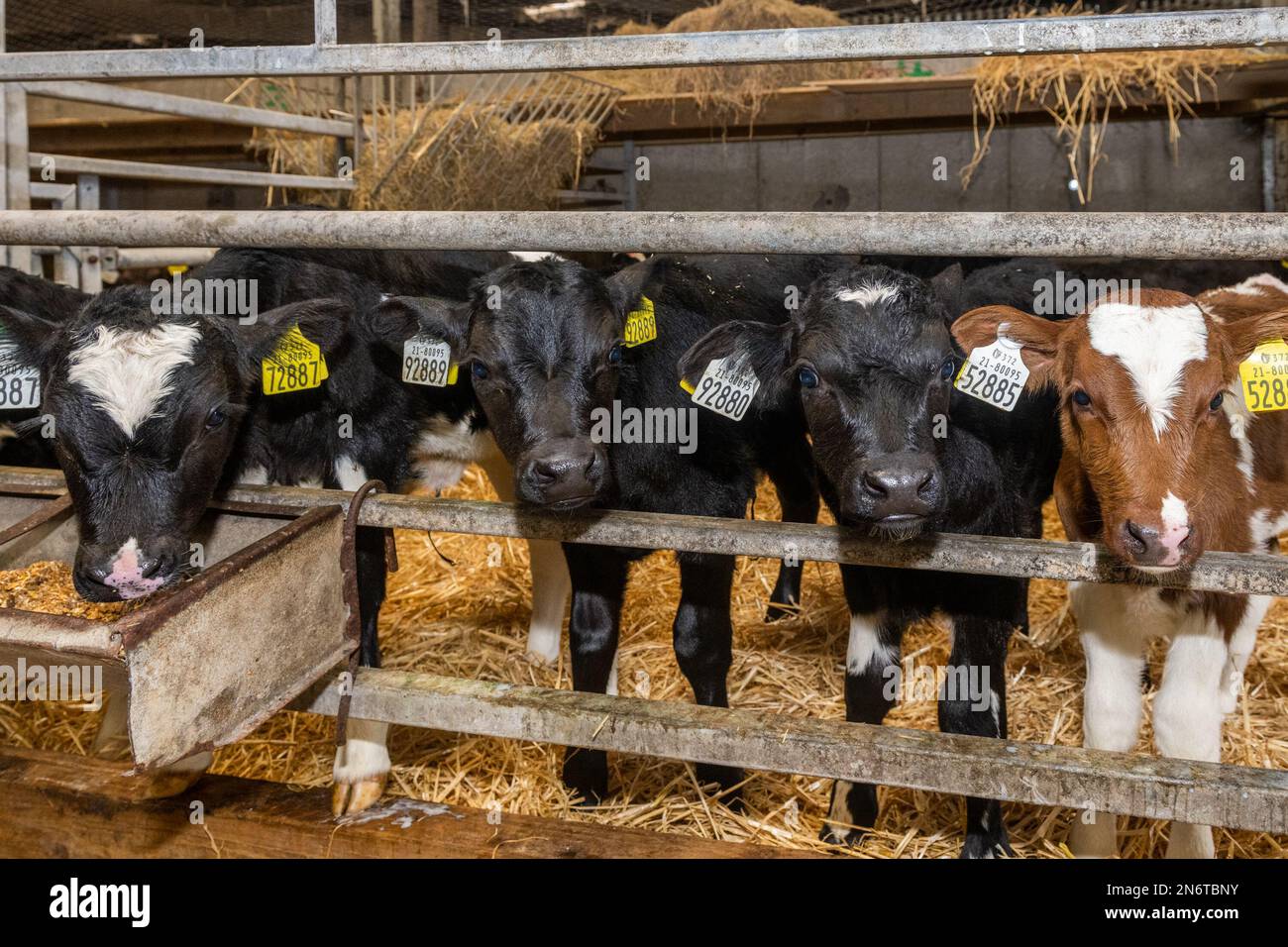 Bauravilla hi-res stock photography and images - Alamy